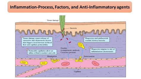 Inflammation Process Factors And Anti Inflammatory Agents