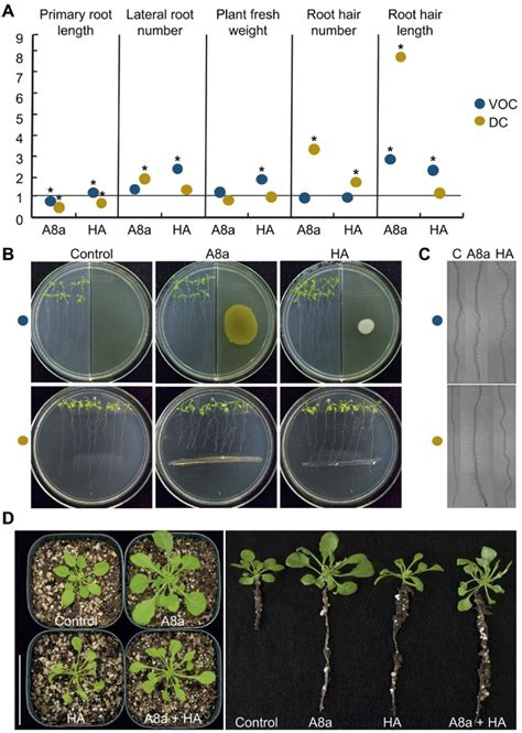 Effects Of Bacterial Inoculation And Voc Emission By Strains Bacillus