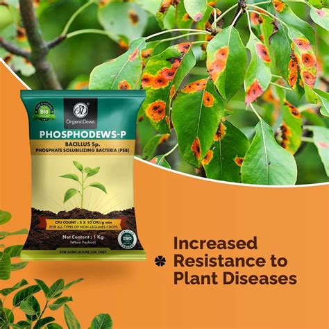 Organicdews Phosphate Solubilizing Bacteria Psb Bio Inoculum Fertilizer 1 Kg At ₹ 80 Kg
