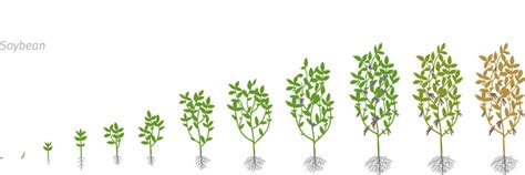 Soy Beans Growth Stages Soybean Plants Sprouts Vector Image