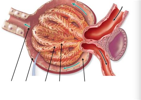 Chapter 27 Glomerulus Diagram Pt 1 Diagram Quizlet