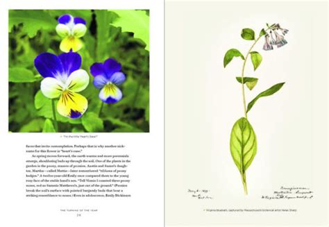 Emily Dickinsons Gardening Life The Plants And Places That Inspired