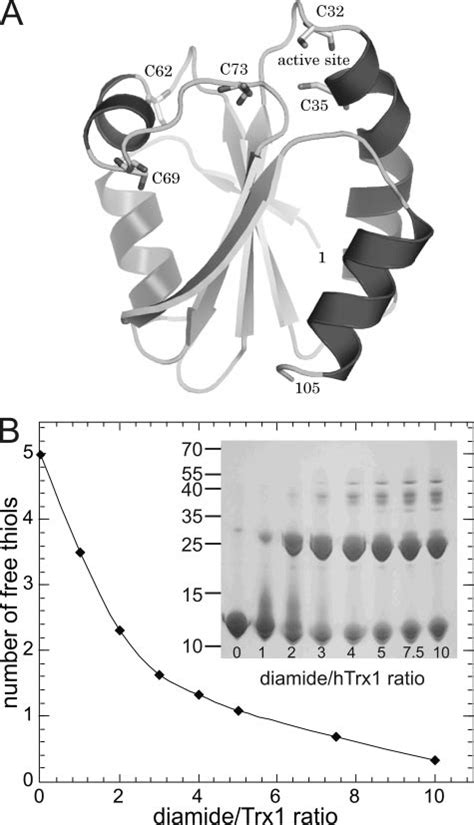 The Structure Of Reduced Human Thioredoxin 1 And Its Oxidation By Download Scientific Diagram
