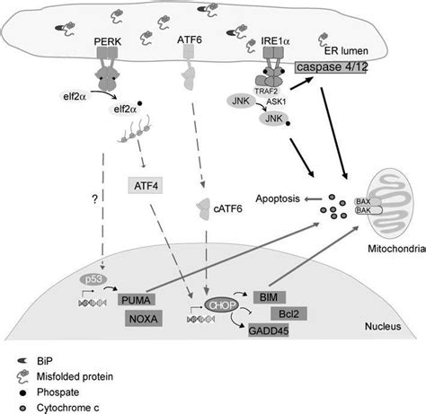 The Unfolded Protein Response Apoptosis Phase Under Chronic Er
