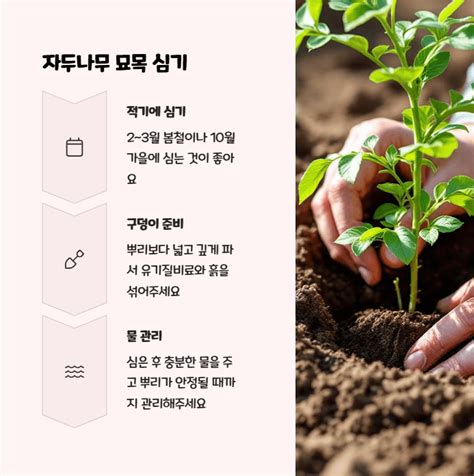자두나무 키우기 종류 가지치기 방법 약치는 시기병충해 묘목 심기 꽃 수확시기