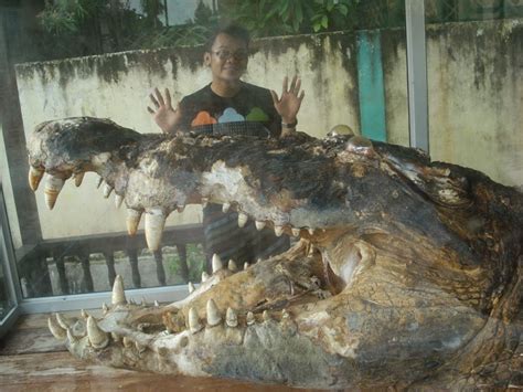 Gambar Buaya Terbesar Di Dunia Dunia Binatang