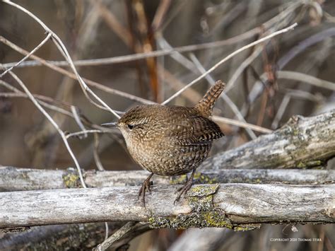 Using Bird Detection Ai Small Sensor Photography By Thomas Stirr