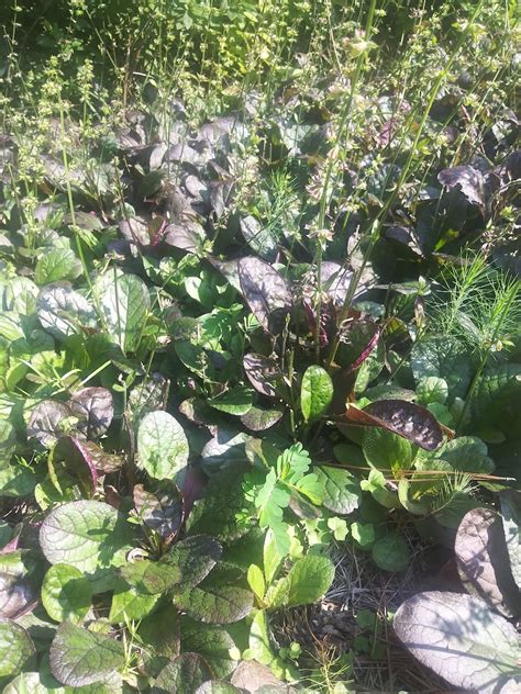 3 Ajuga Bugleweed Ground Cover Purple Red Leaf Perennial Etsy