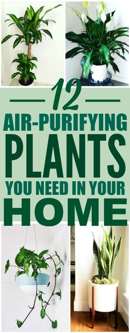 These 12 Air Purifying Plants Are The Best Im So Happy I Found These