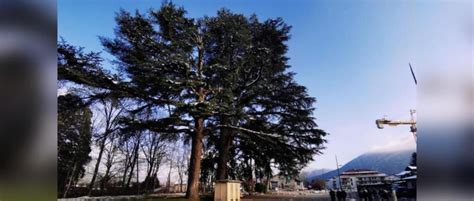 H O RADIO Saint Jorioz pour empêcher labattage de trois arbres des habitants lancent une