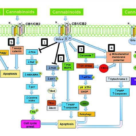 Schematic Representation Of Cannabinoid Mediated Signaling Pathways In