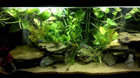 55 Gallon Lake Malawi African Cichlid Set Up Youtube