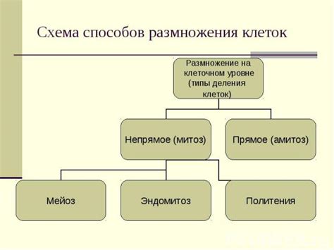 Презентация на тему Размножение на клеточном и организменном уровне