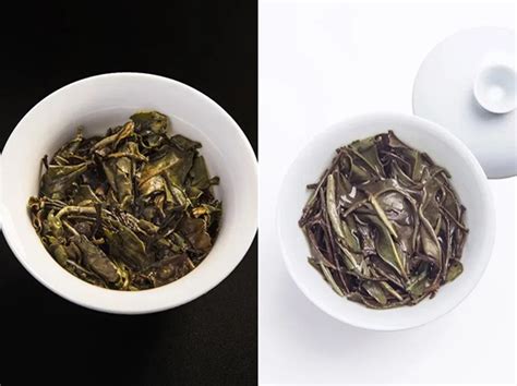 云根白茶了解一下寿眉里的春水秋香二十四节气白露 爱普茶网 最新茶资讯网站 https ipucha