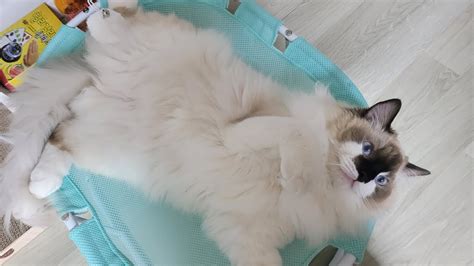 오랜만~ 사기 포카포장ㅋㅋ 자작 컨셉입니다 오해 ㄴㄴ Youtube