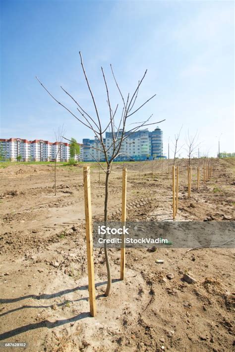 대도시의 녹색 지대 나무의 묘목은 행에 심어 고층 건물의 배경에 대해 나무는 땅에 심어 나무 막대기 사이에 밧줄로 고정되어 땅에