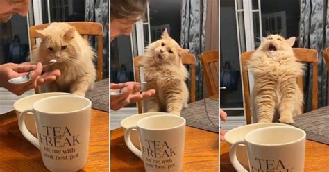 Cat Eats Ice Cream For The First Time But Then Suffers Brain Freeze