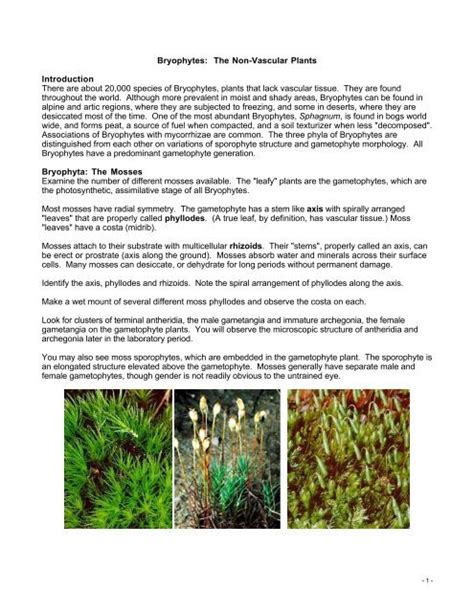 Bryophytes The Non Vascular Plants Introduction There Are