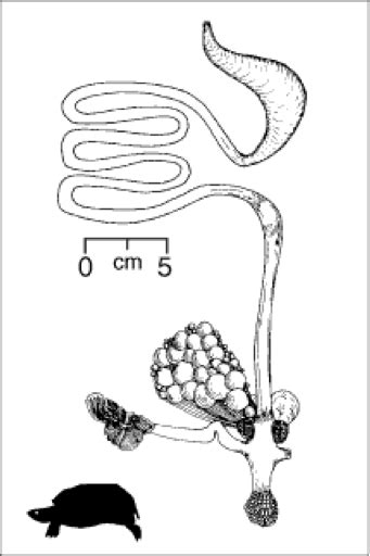 Midland Painted Turtle Digestive Anatomy And Physiology