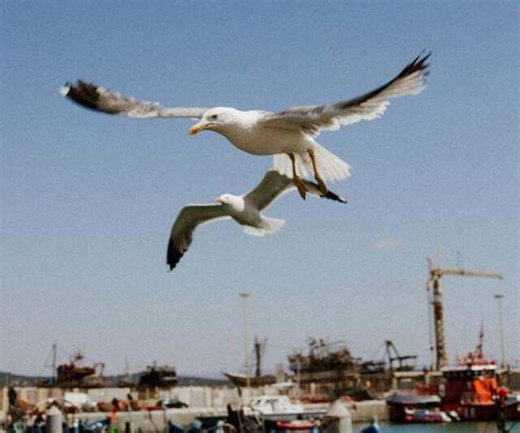 Do Birds Attack Drones Unveiling The Truth