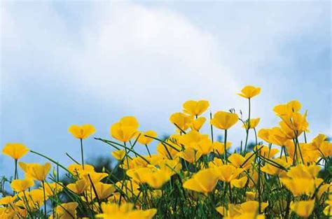 Top 10 Plants For Sandy Soil Gardening Birds And Blooms