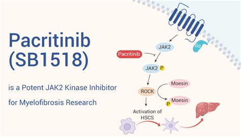 Pacritinib Is A Potent Jak2 Kinase Inhibitor For Myelofibrosis Research