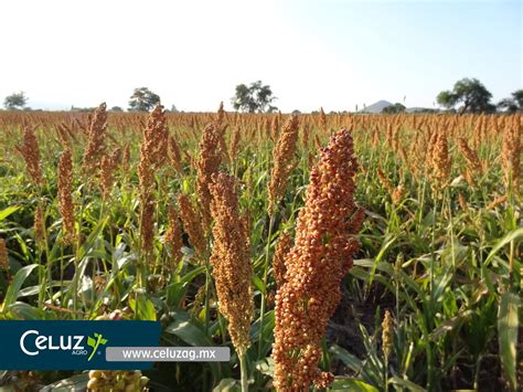 Celuz Agro Cultivo De Sorgo Agro
