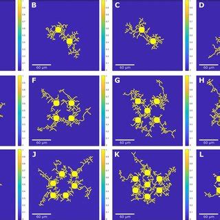 PDF Modeling Neuron Growth Using Isogeometric Collocation Based Phase