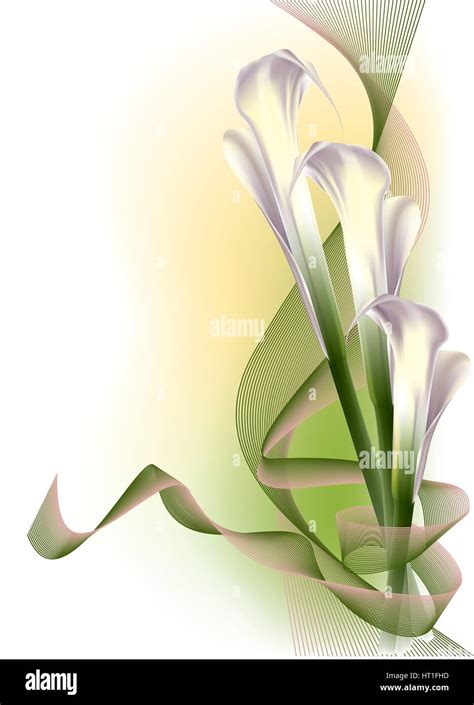 Beautiful Calla Lilies Stock Vector Image And Art Alamy