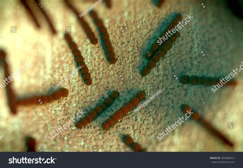 Streptococcus Pneumoniae Pneumococcus Grampositive Coccus Shaped Stock