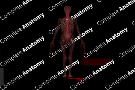 Systemic Arteries Complete Anatomy