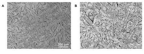 Sem Image 100 X Of Variation Graphite Flake Structure Observed At Download Scientific Diagram