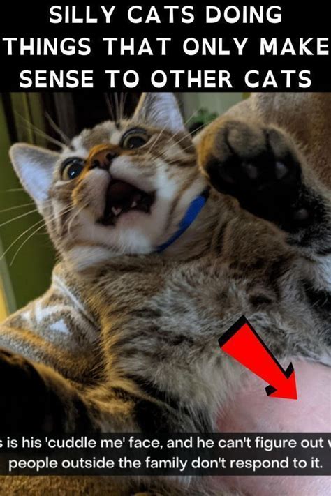 Silly Cats Doing Things That Only Make Sense To Other Cats Silly Cats