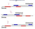 LncRNAs And Antisense Transcription Flashcards Quizlet