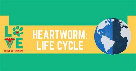 The Heartworm Life Cycle Heartworm Heartworm Prevention Life Cycles