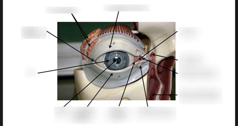 Accessory Eye Structures Diagram Quizlet