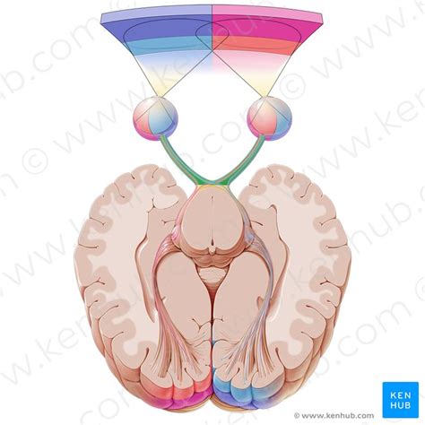 Nervo óptico CN II Anatomia trajeto e histologia Kenhub