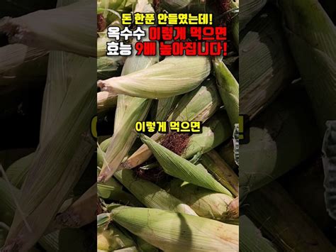 옥수수 이렇게 먹었더니 4가지가 사라졌다 옥수수의 놀라운 효능과 돈 한푼 안들이고 효능 높이는 방법 건강 건강정보 지식