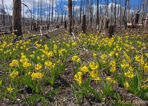 Glacier Lilies In Burn Photo Glacier Park Photo Gallery