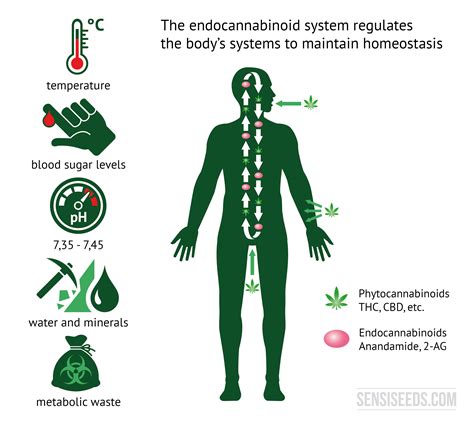 What Is The Endocannabinoid System And How Does It Work Canniseur