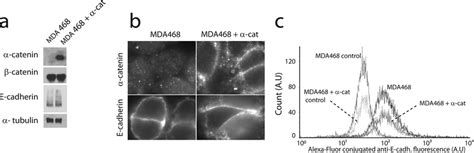 Western Blot Immunofluorescence Microscopy And Flow Cytometry