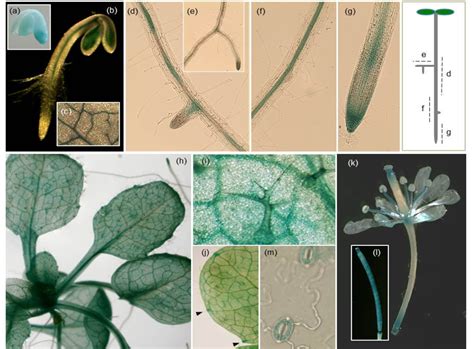 Figure 2 From Novel Roles For Phospholipase C In Plant Stress Signalling And Development