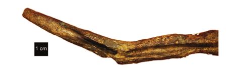 It S Not Easy To Sex A Saber Toothed Cat Discoveries Earth Touch News