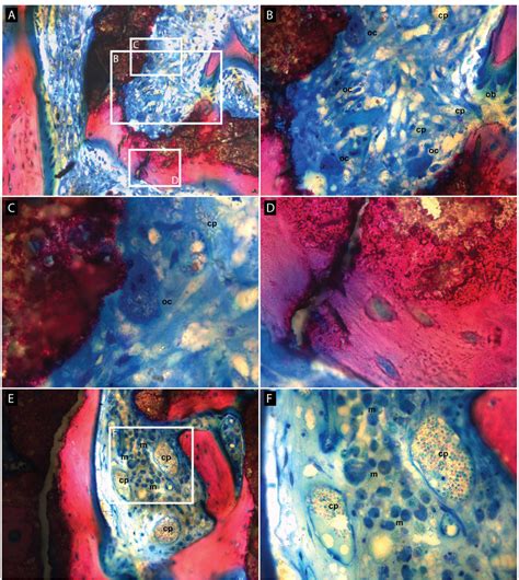 Materials Special Issue Bioceramics