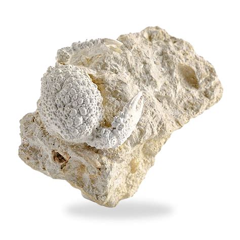 Fossil Crab Houston Museum Of Natural Science