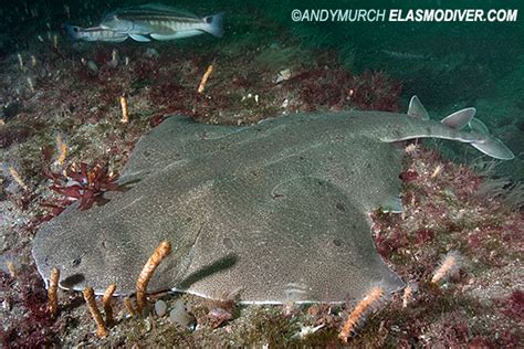 Angular Angel Shark Aka Spiny Angel Shark Information And Pictures Of