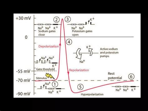 Action Potential Ppt