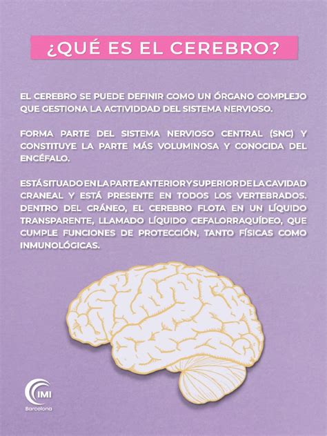 ¿qué Es El Cerebro Niños Pdf