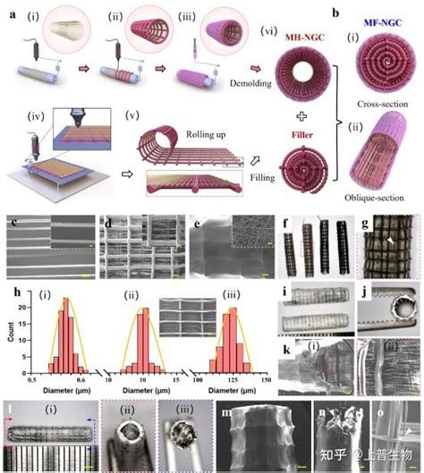 清华大学孙伟课题组《adv Sci 》：研发3d打印导电多尺度纤维支架，加速外周神经损伤修复！ 知乎