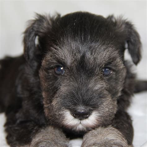 赛级雪纳瑞犬纯种 雪纳瑞幼犬 椒盐色小雪 雪纳瑞 编号10084501 宝贝它